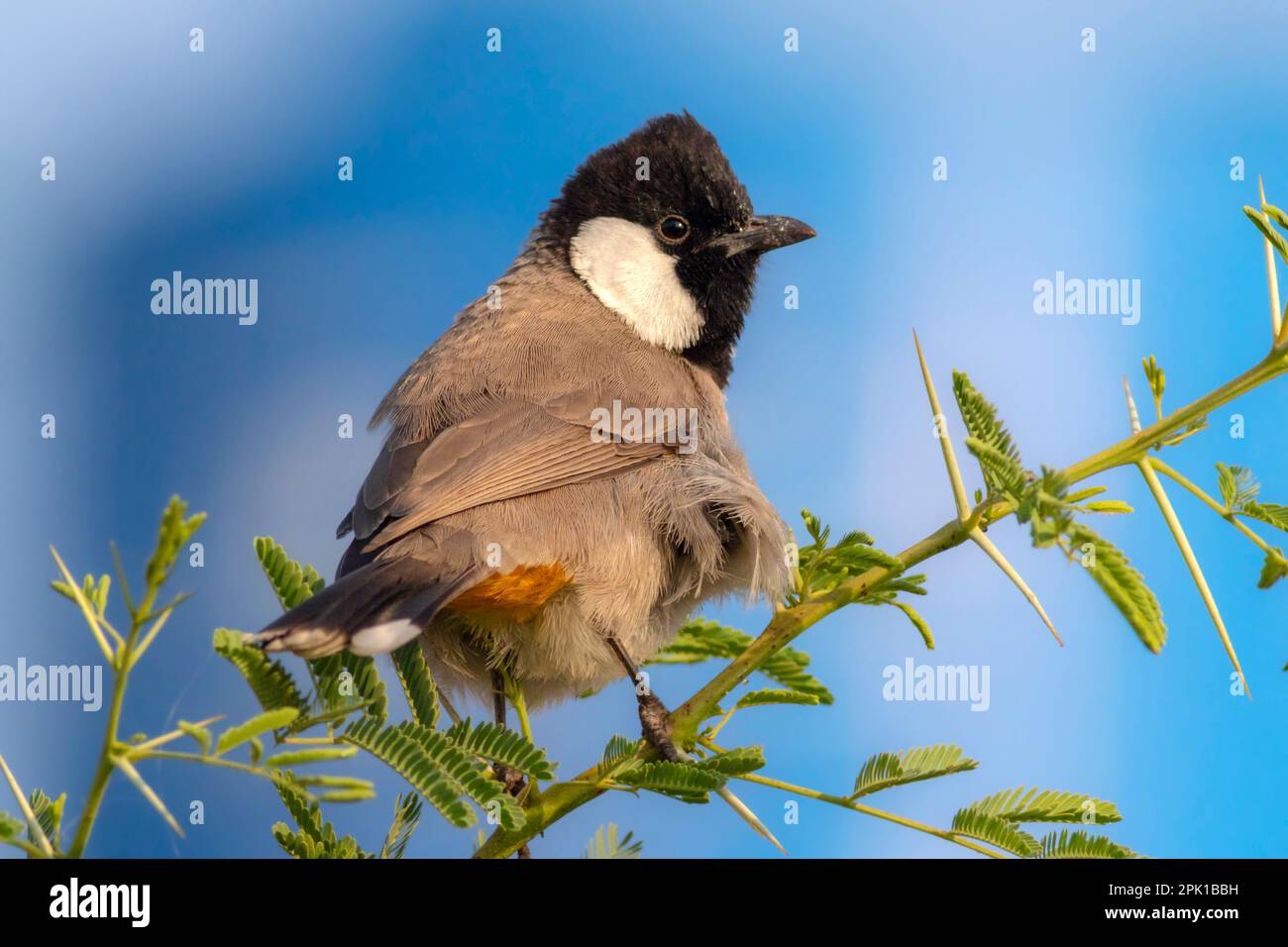 Great bulbul of india hi-res stock photography and images - Alamy