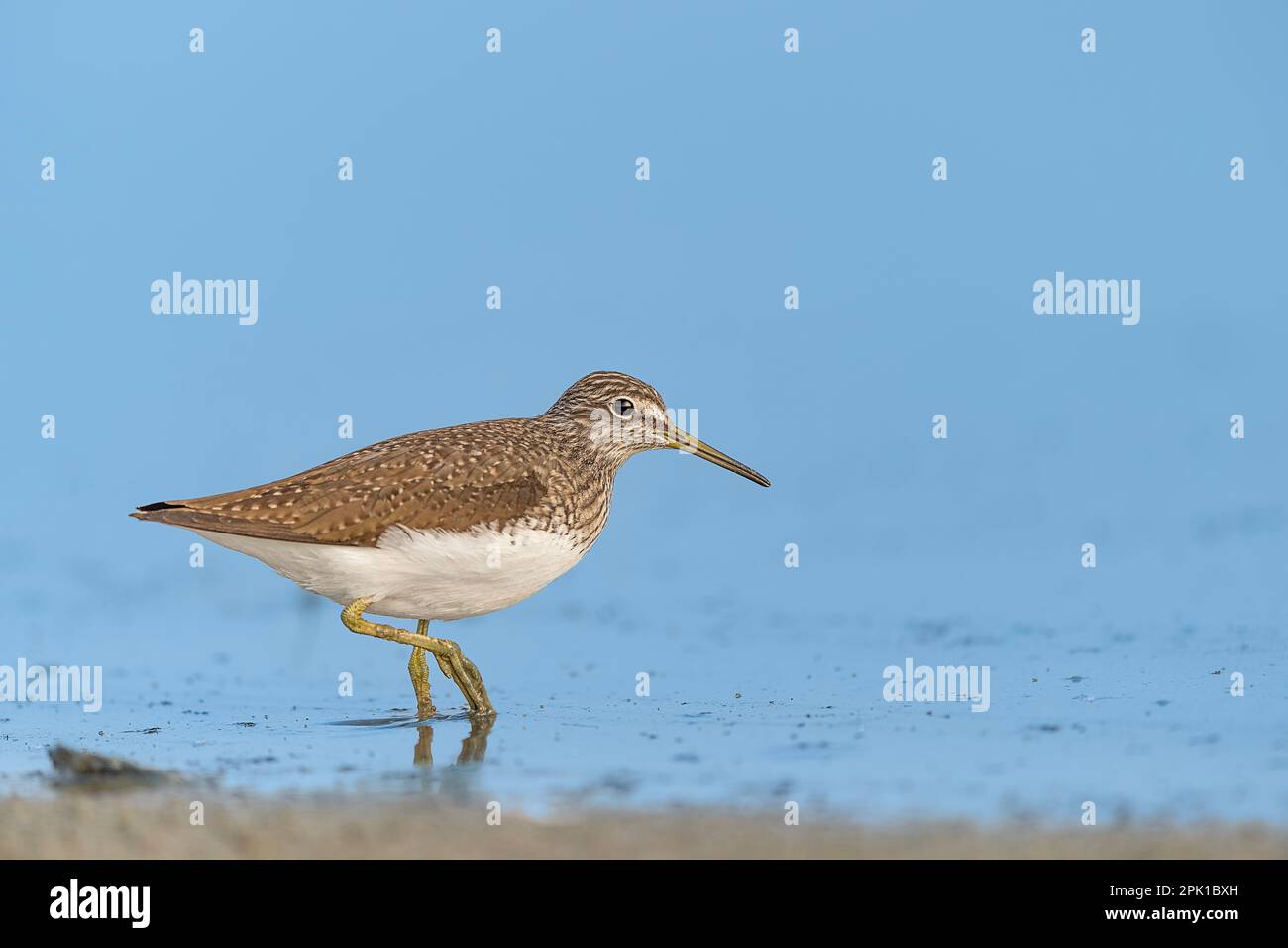 Fine art portrait of the green sandpiper (Tringa ochropus Stock Photo ...