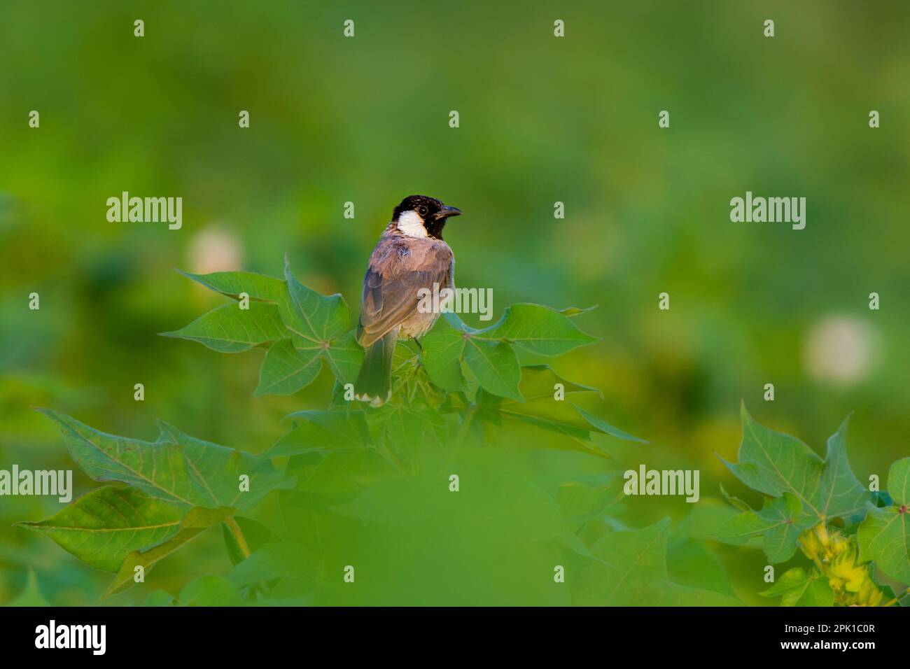 Great bulbul of india hi-res stock photography and images - Alamy