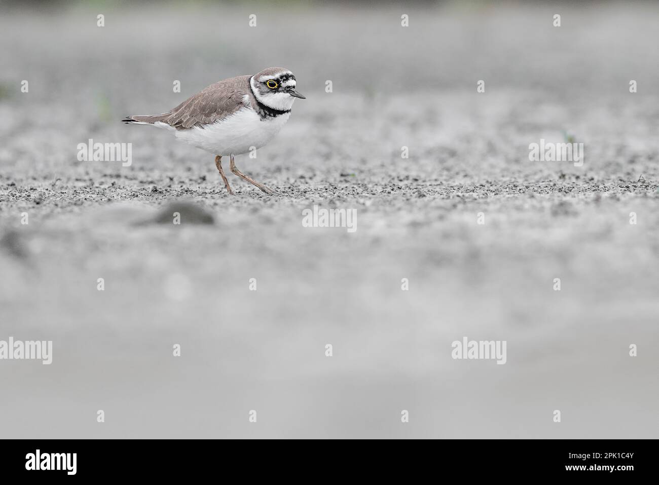 Face to face with the little ringed plover (Charadrius dubius Stock ...