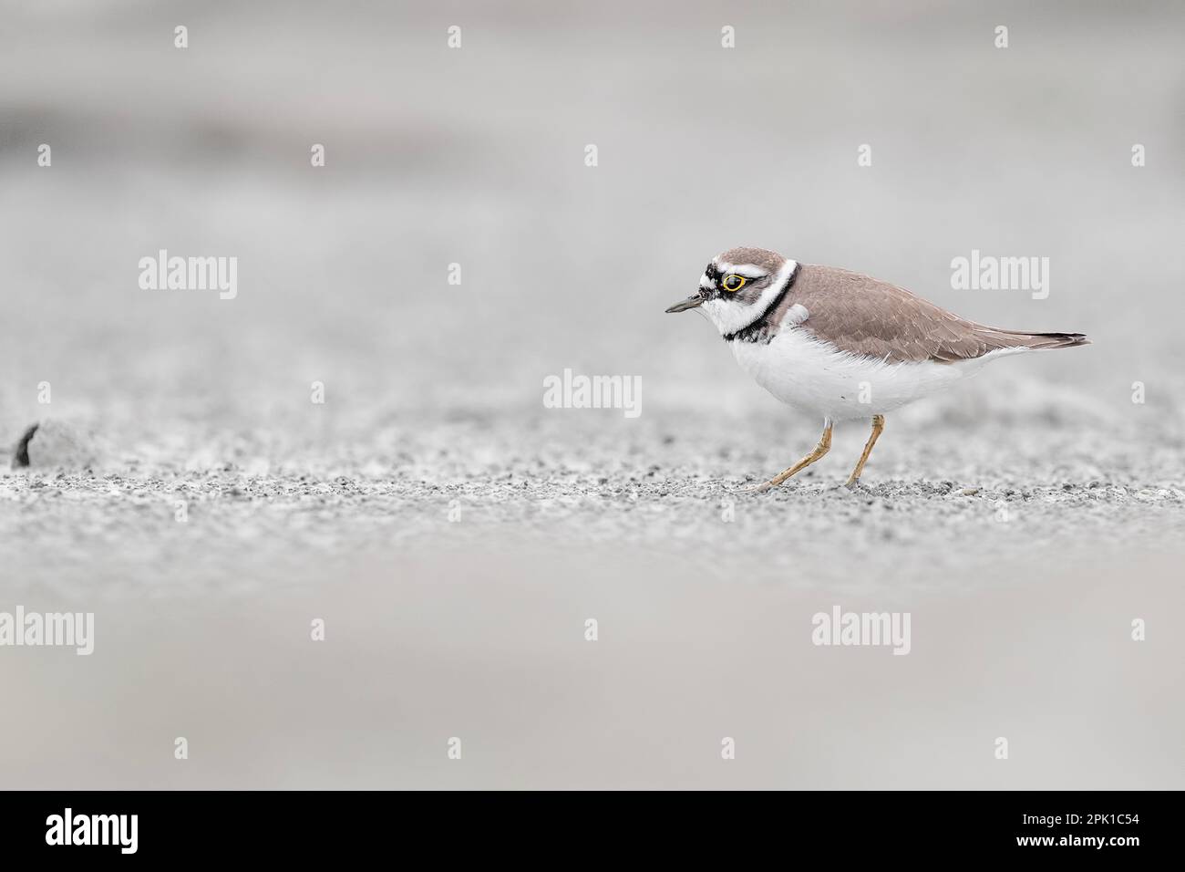 Face to face with the little ringed plover, fine art portrait ...