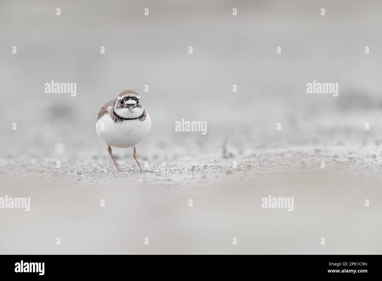 Face to face with the little ringed plover (Charadrius dubius Stock ...