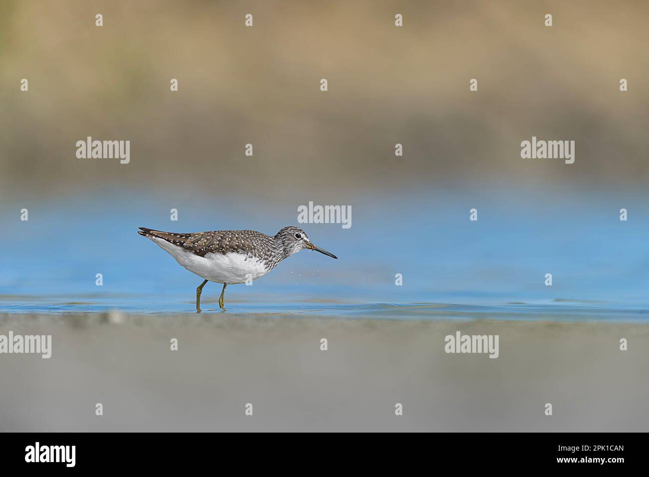The green sandpiper with prey in the beak, fine art portrait (Tringa ...