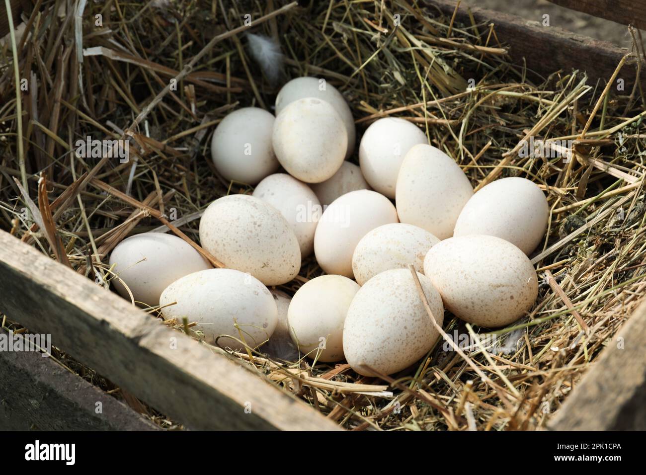 Nesting box with pile of white turkey eggs Stock Photo - Alamy