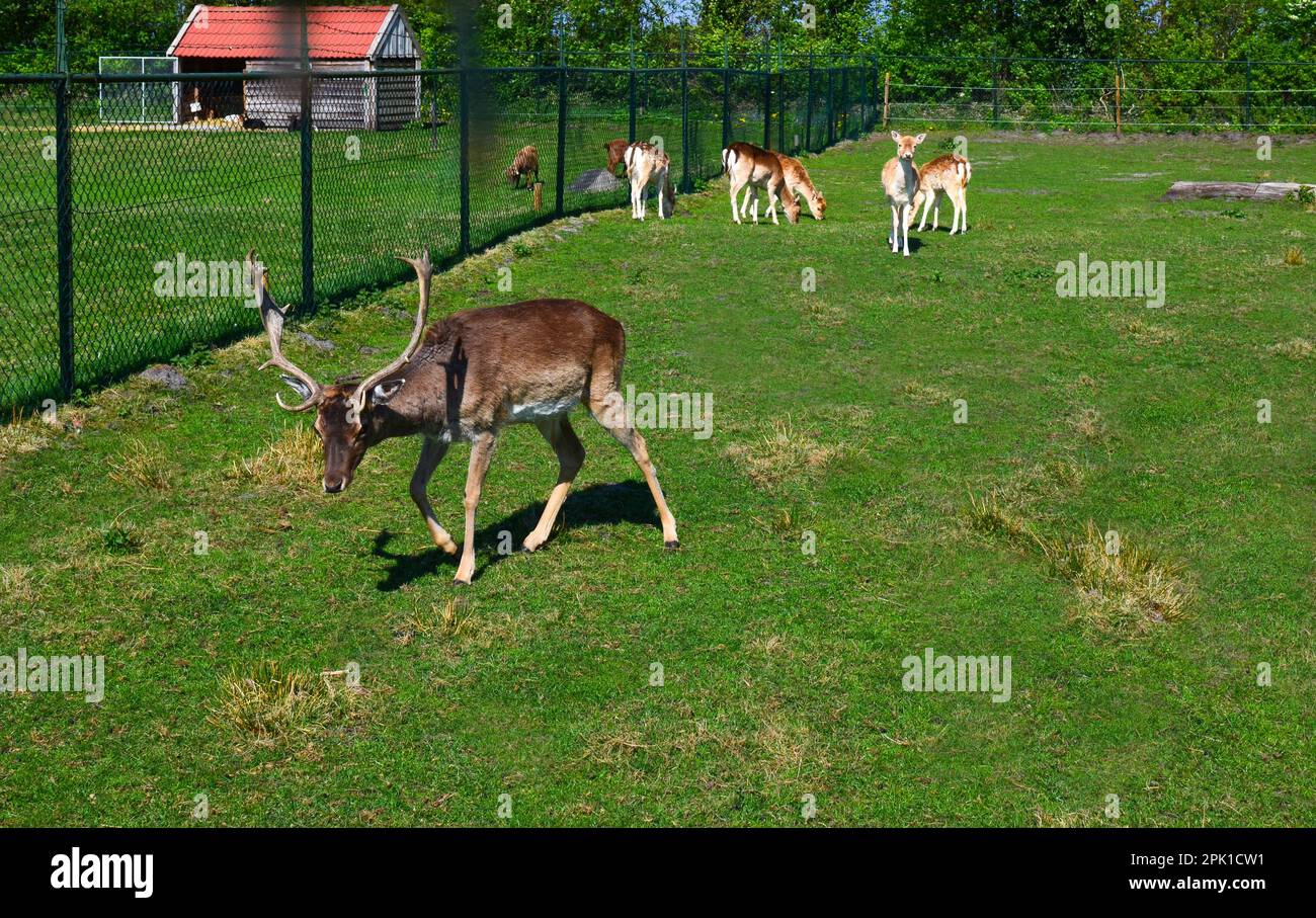 Cute fallow deer grazing on green lawn at farm Stock Photo - Alamy