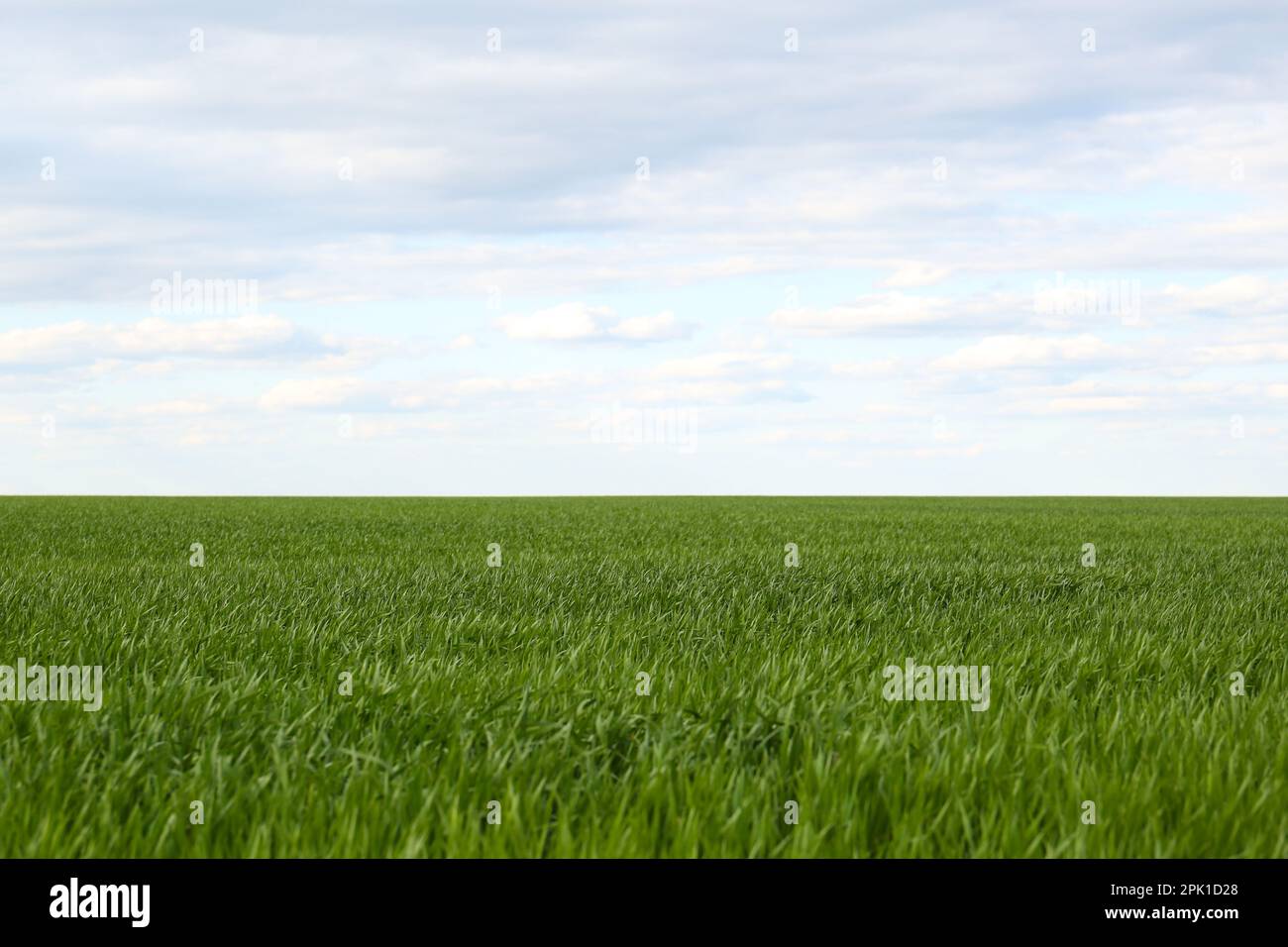 Picturesque view of green agricultural field on cloudy day Stock Photo ...