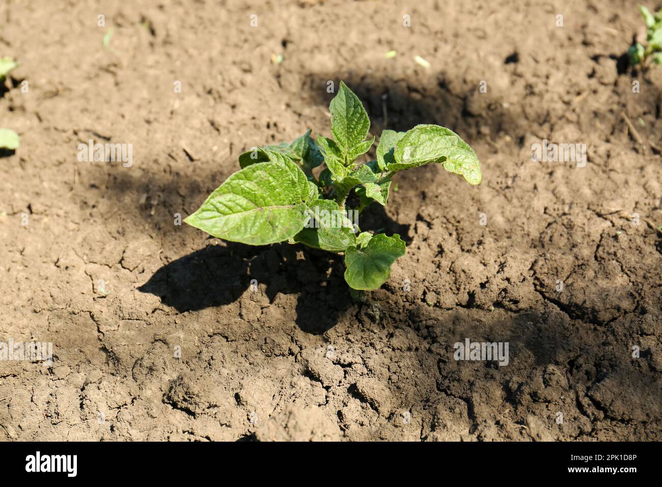 Potato sprout hi-res stock photography and images - Alamy