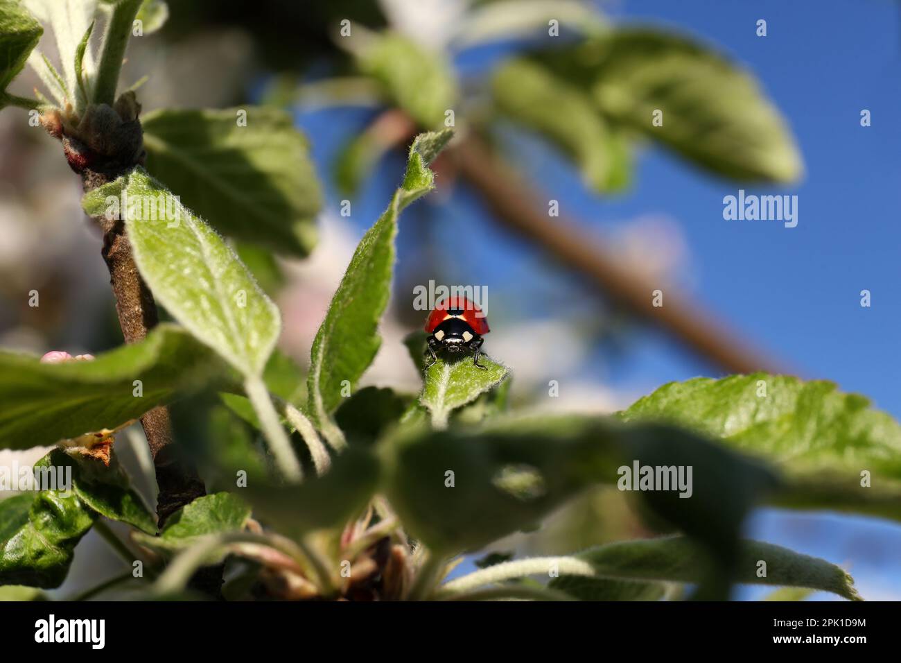 Ladybug on apple tree hi-res stock photography and images - Alamy