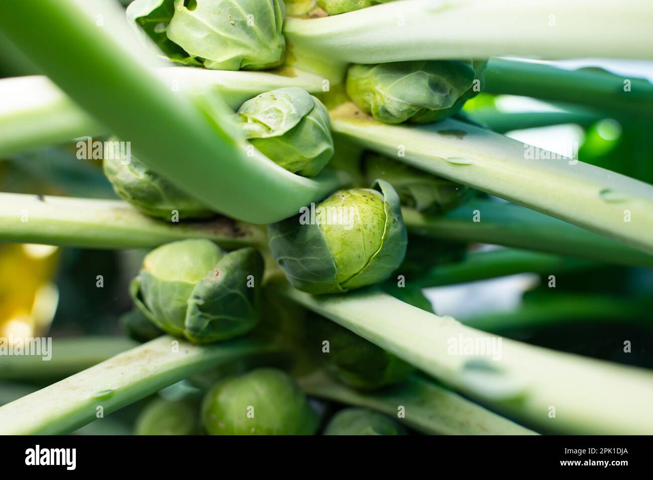 Green young fruits of brussels sprouts close-up on a blurred background ...