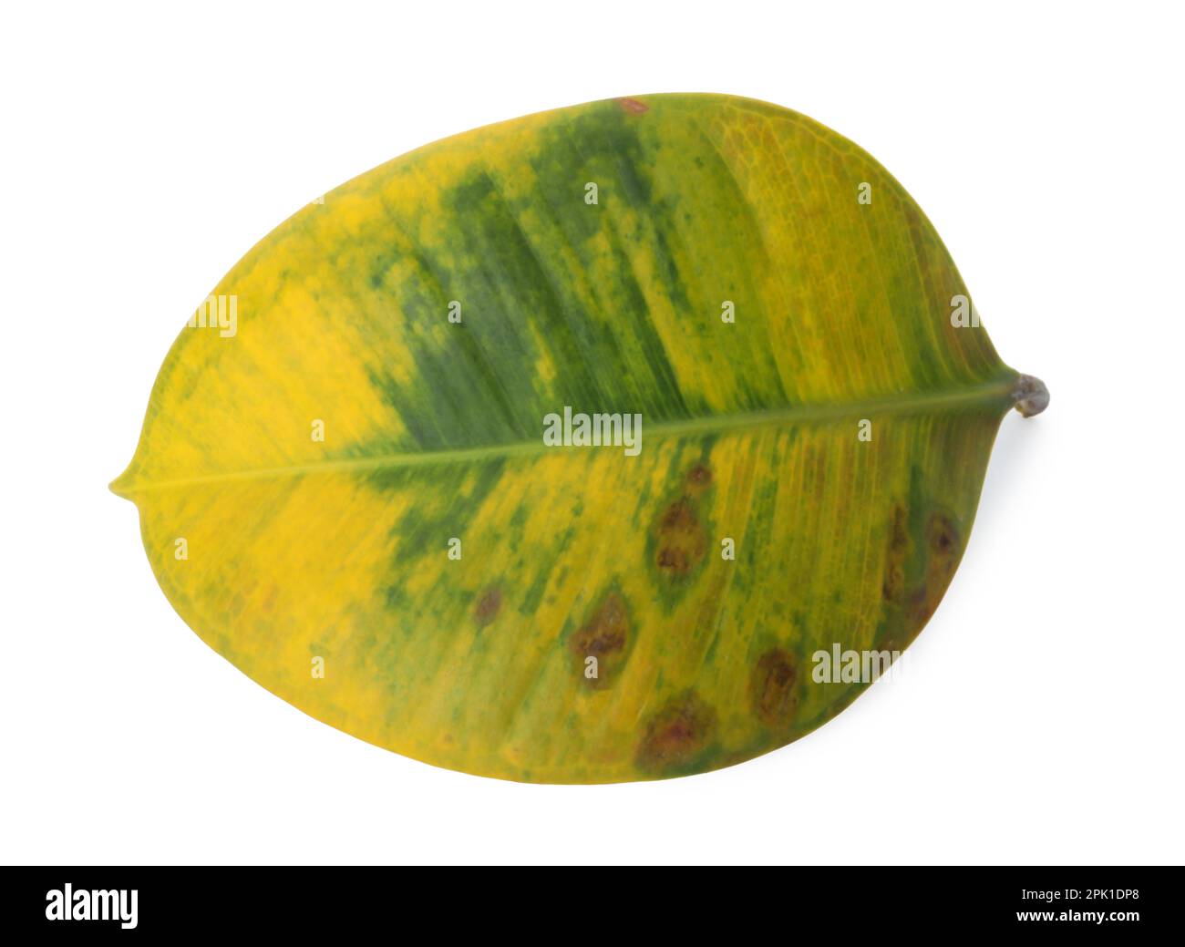 Leaf with blight disease isolated on white, top view Stock Photo - Alamy