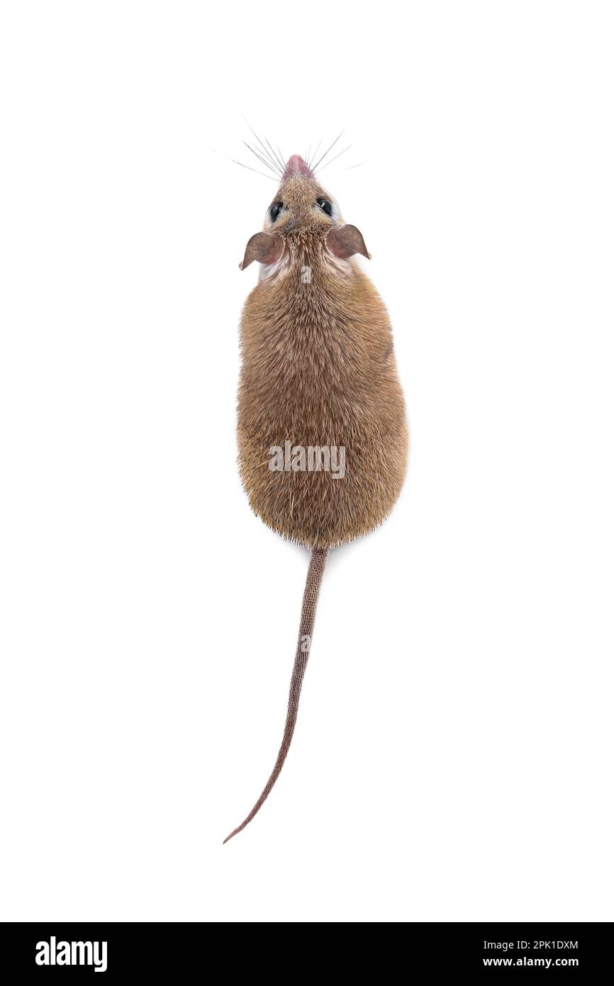 Small cute spiny mouse on white background Stock Photo - Alamy