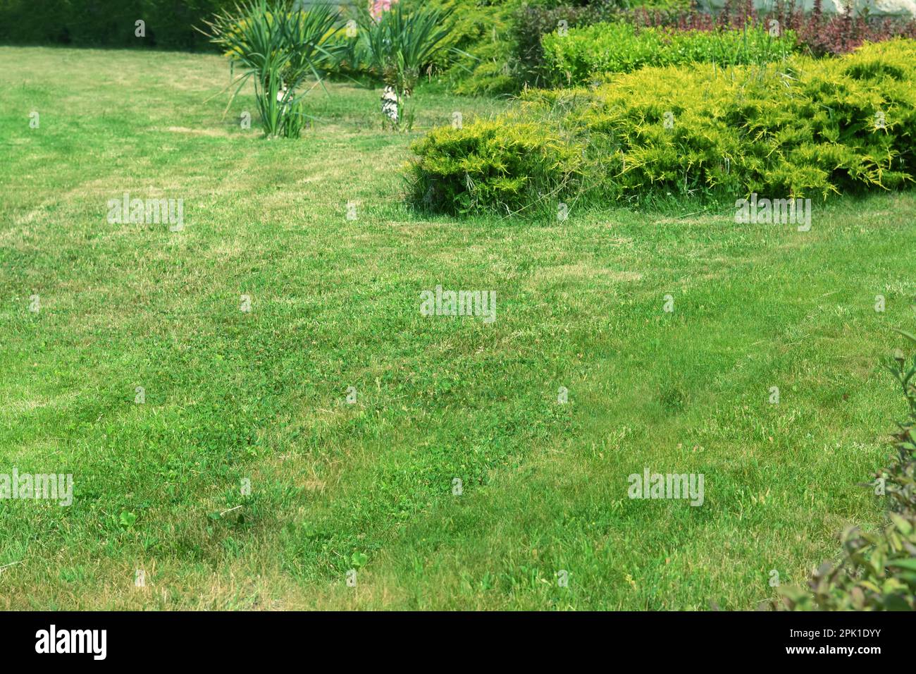 Beautiful yard with green lawn and shrubbery Stock Photo - Alamy