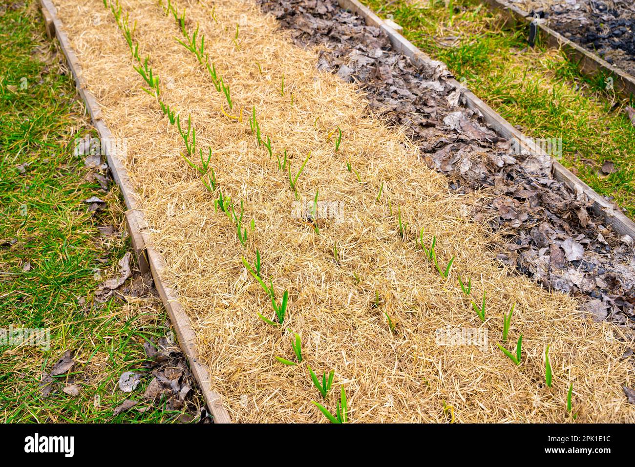 The first garlic sprouts sprouted through the mulch in the garden bed ...