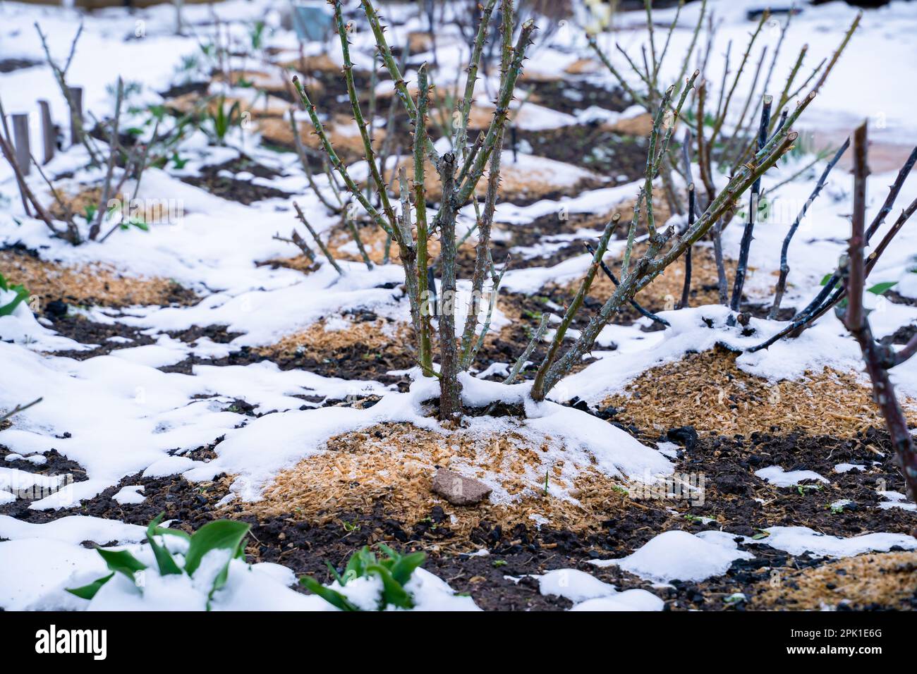 Melting snow in a flower bed with growing roses. Spring rose garden ...