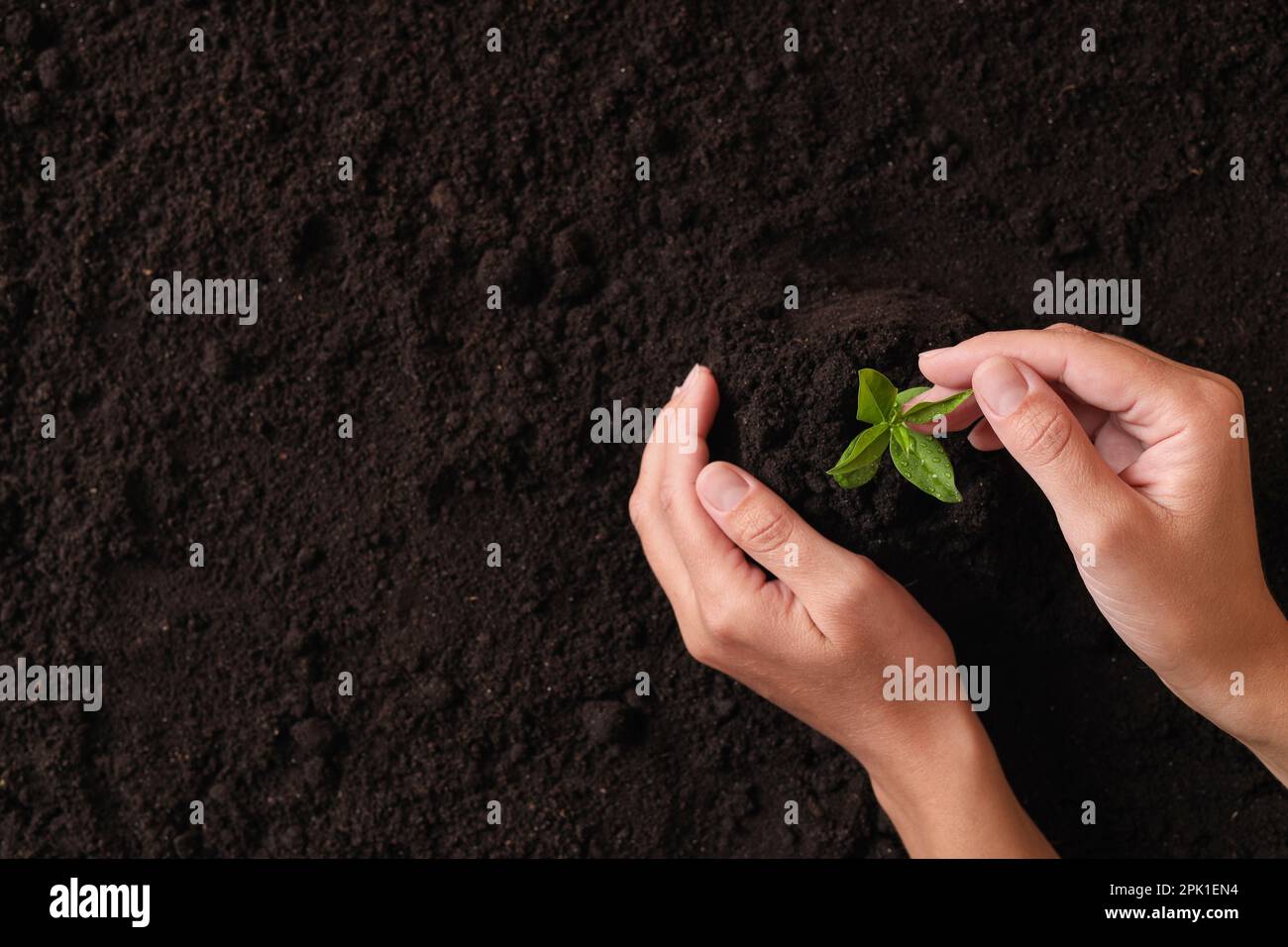 Woman protecting young seedling in soil, top view with space for text ...