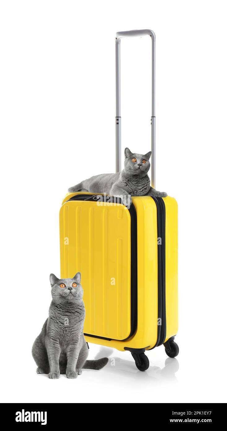 Cute cats and bright suitcase packed for journey on white background ...
