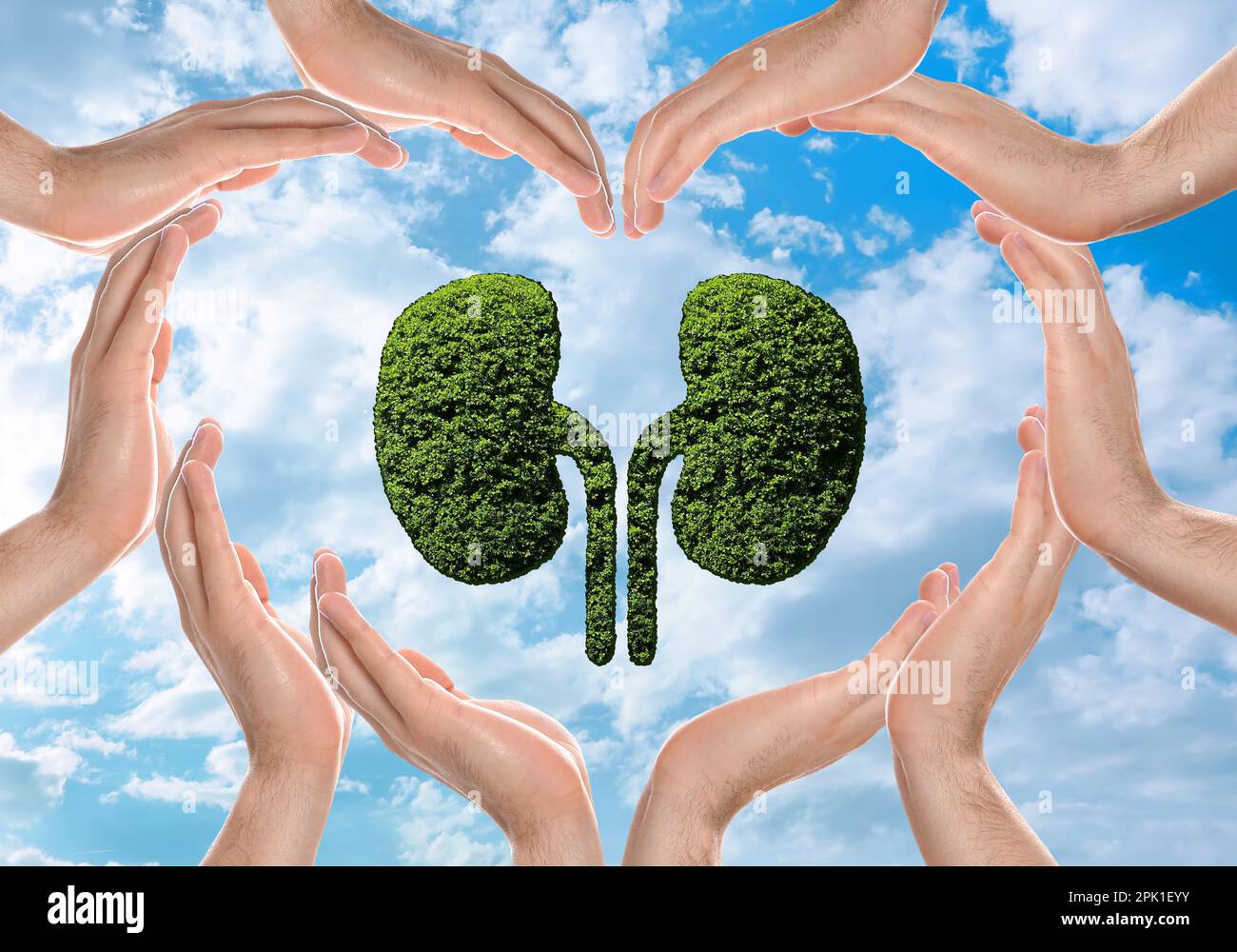 Human kidneys model made of trees and people forming heart with their ...