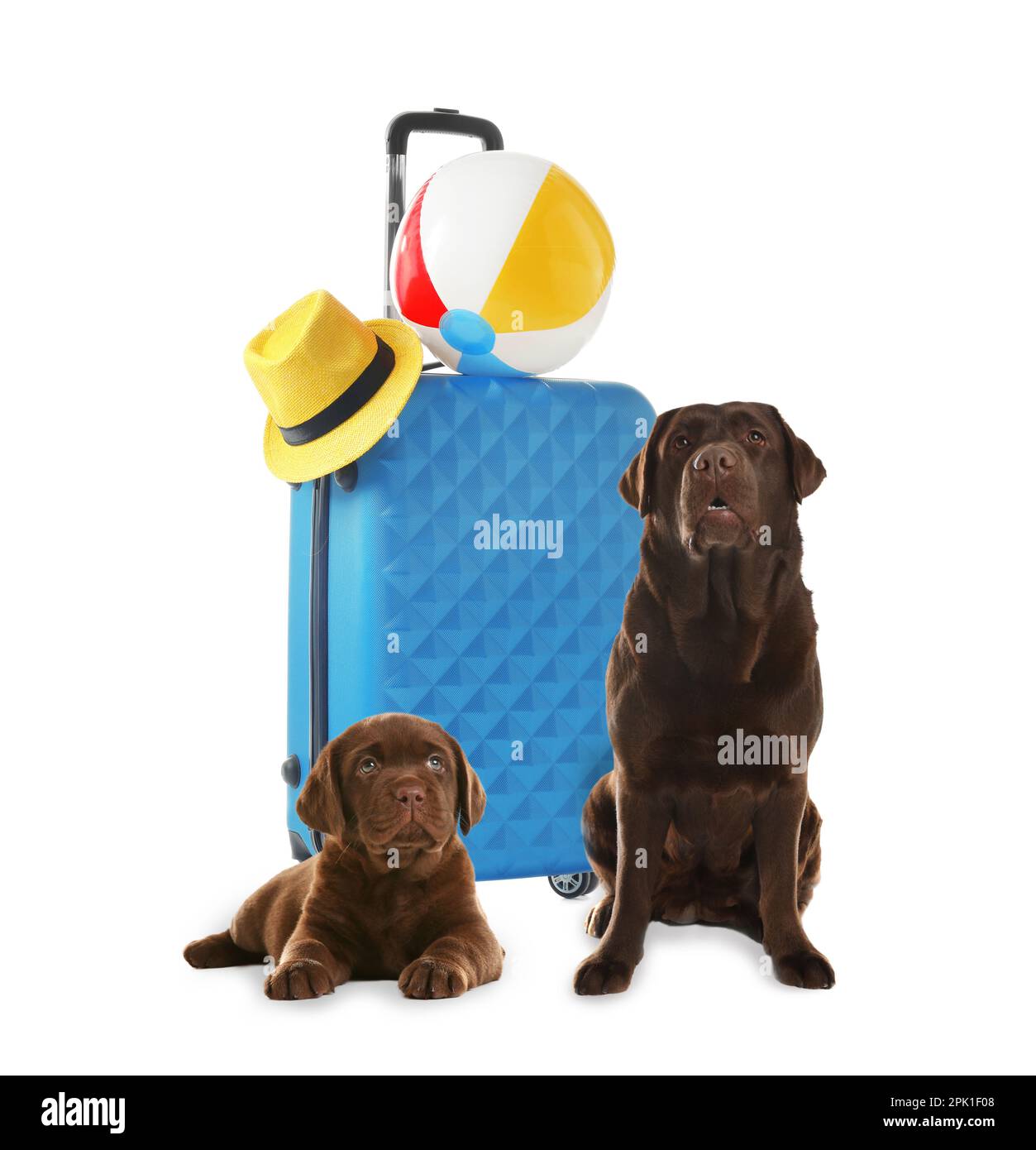 Cute dogs and bright suitcase packed for journey on white background ...