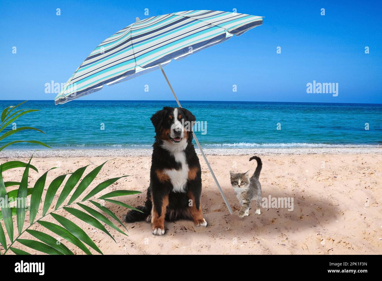 Cute cat and dog under umbrella on sandy beach. Summer vacation with ...