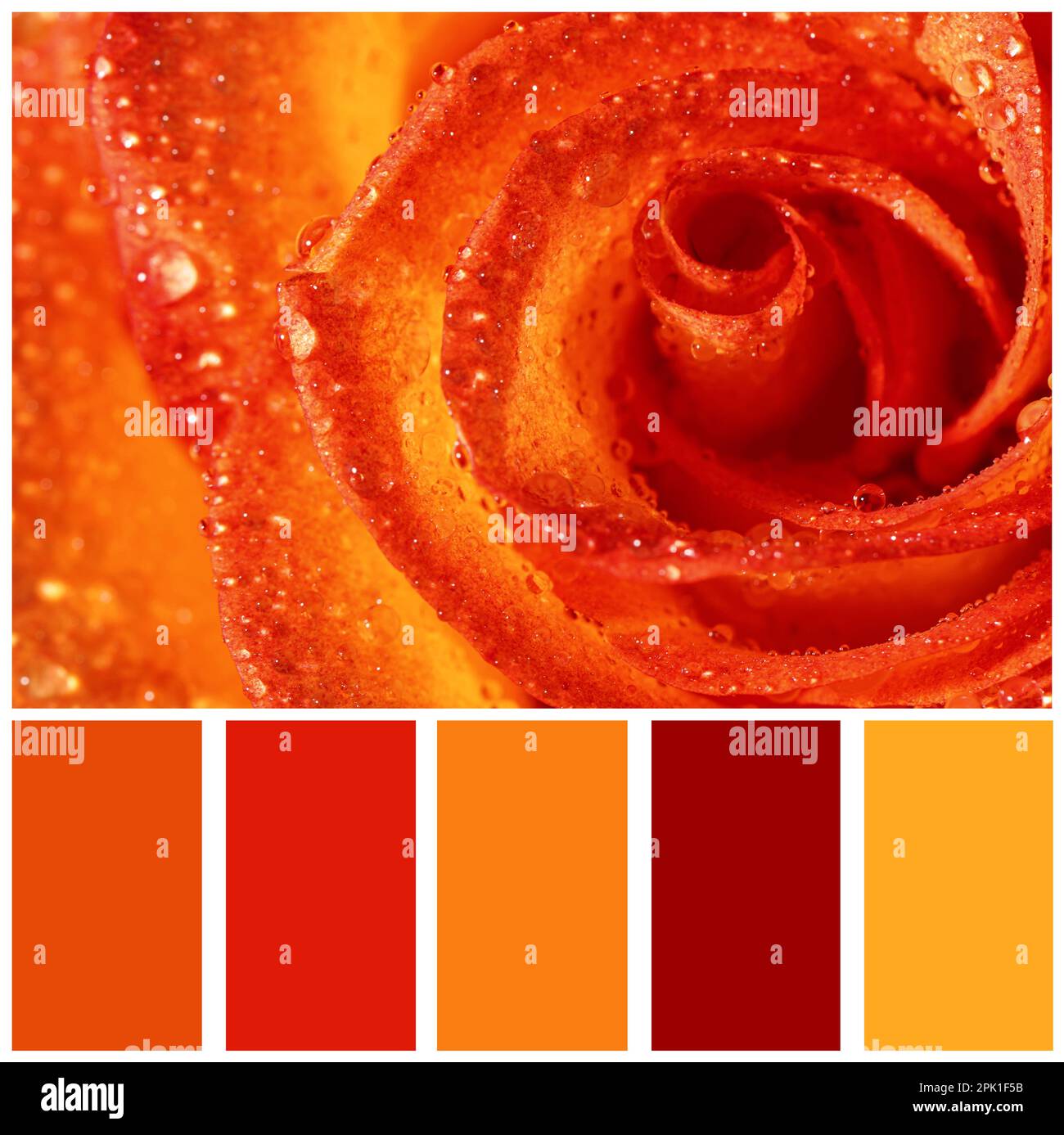 Palette of autumn colors and rose with dew drops as background, closeup ...