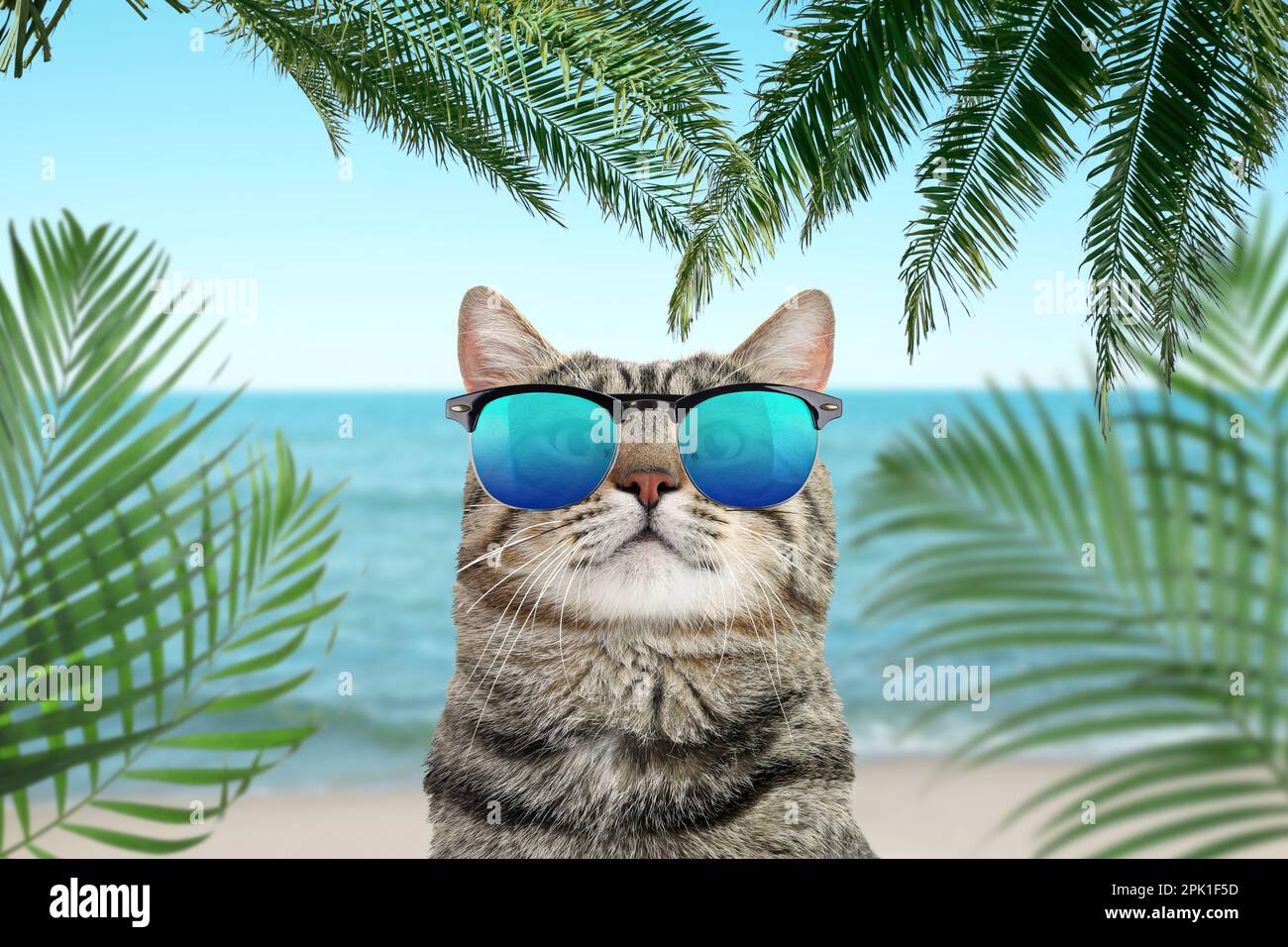 Cute Animals With Sunglasses