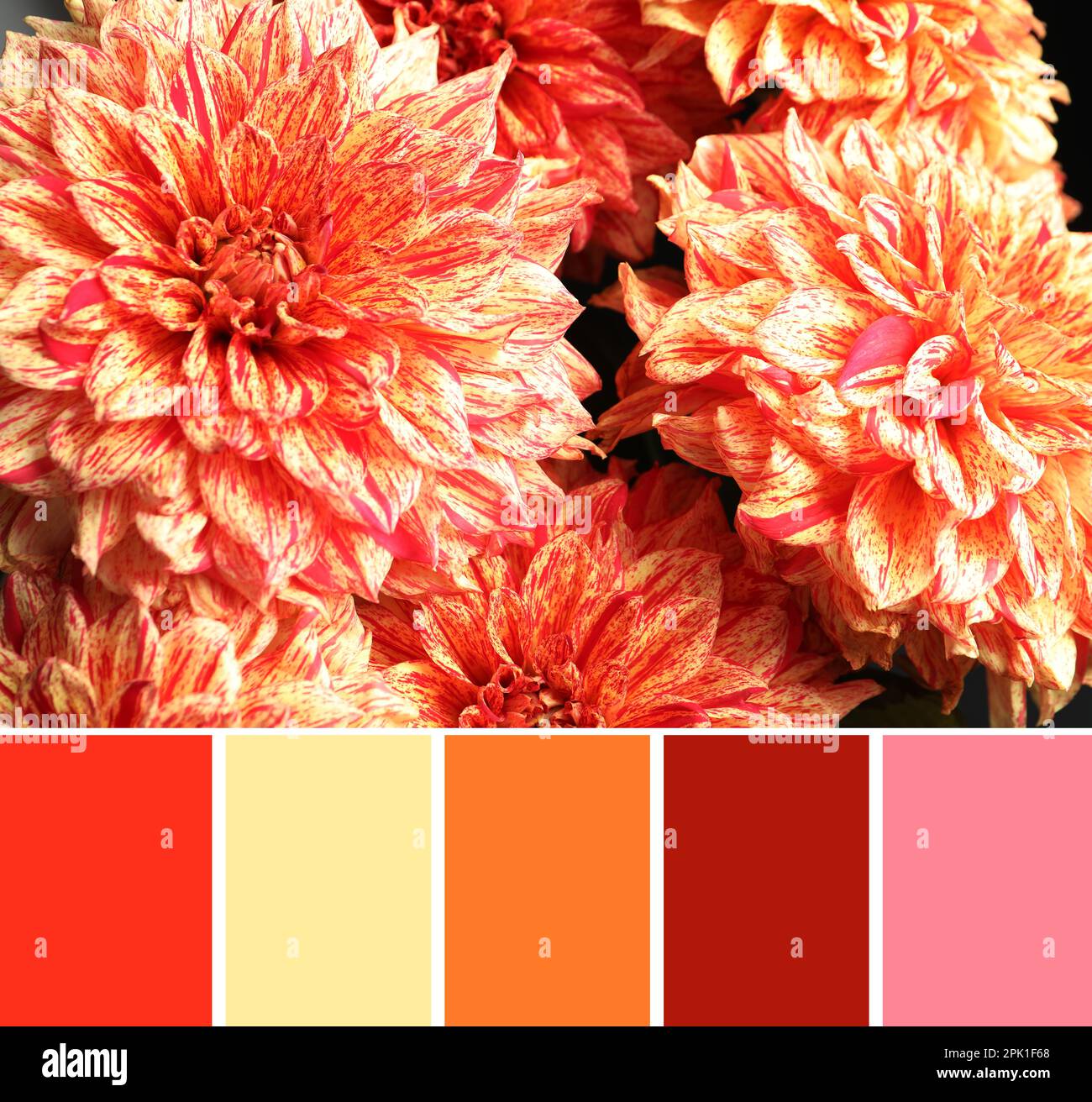 Palette of autumn colors and beautiful dahlia flowers as background ...