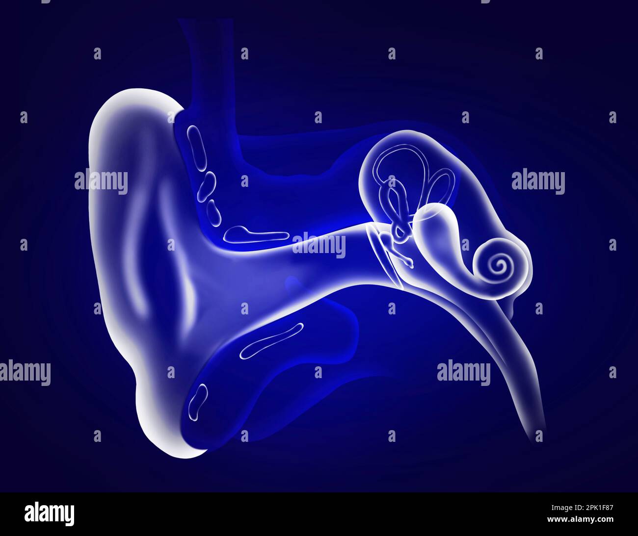 Anatomy of human ear on blue background. Illustration Stock Photo - Alamy