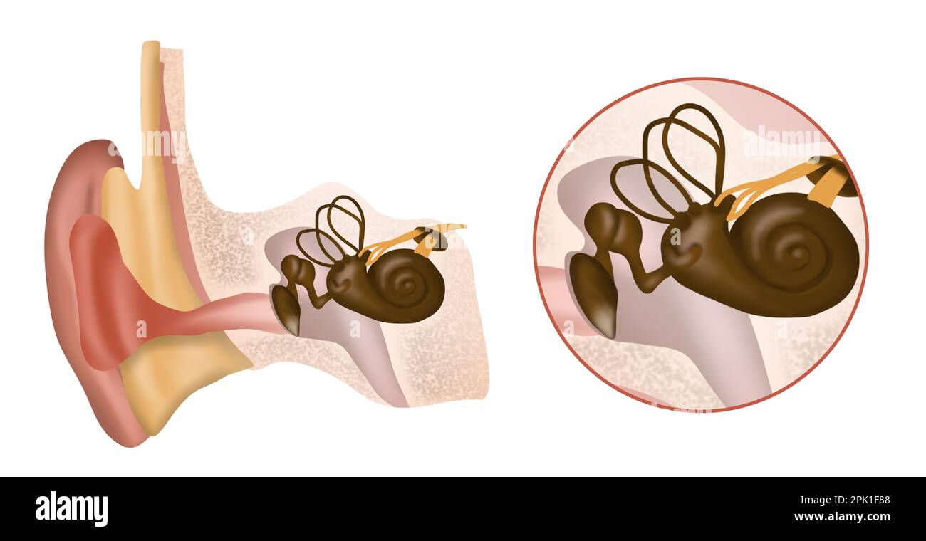 Anatomy of human ear on white background. Illustration Stock Photo - Alamy