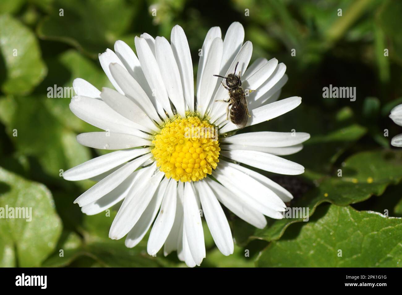 Small female bee Lasioglossum morio, subgenus Dialictus, family ...