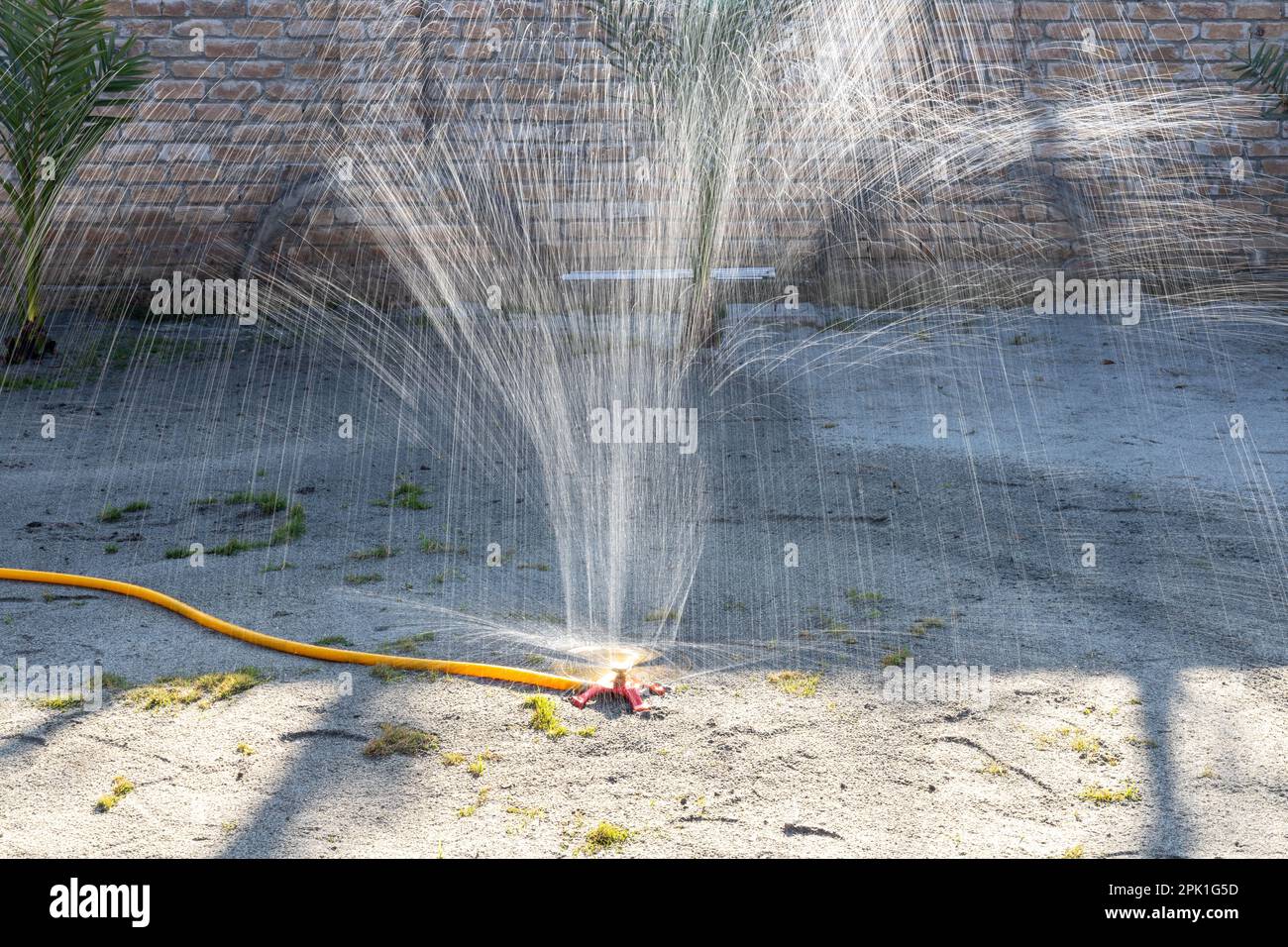 Lawn sprinkler watering grass with 360 degree irrigation rotation ...