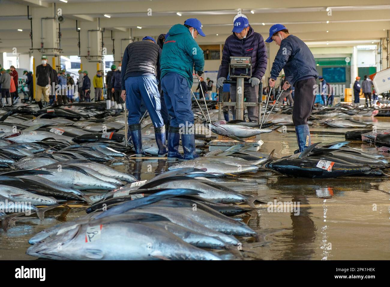 Nachikatsuura, Japan - March 19, 2023: Men carrying tunas at the ...