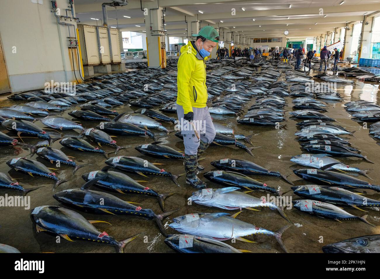 Nachikatsuura, Japan - March 19, 2023: Tuna auction at the Tuna Market ...