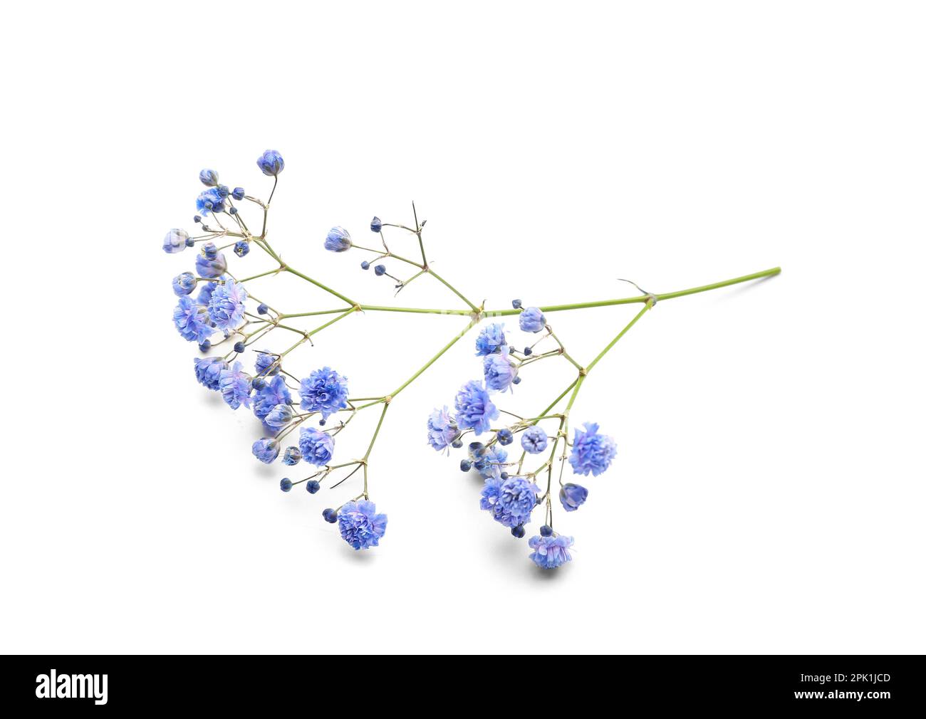 Blue gypsophila flowers on white background Stock Photo - Alamy
