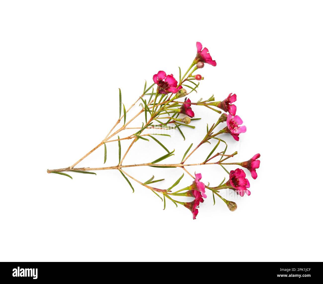 Pink gypsophila flowers on white background Stock Photo - Alamy