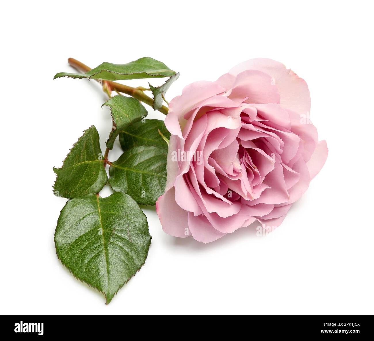 Pink rose on white background Stock Photo - Alamy