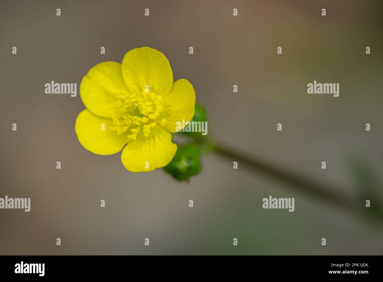 Close-up photo of a bright yellow flower of Ranunculus repens Stock ...