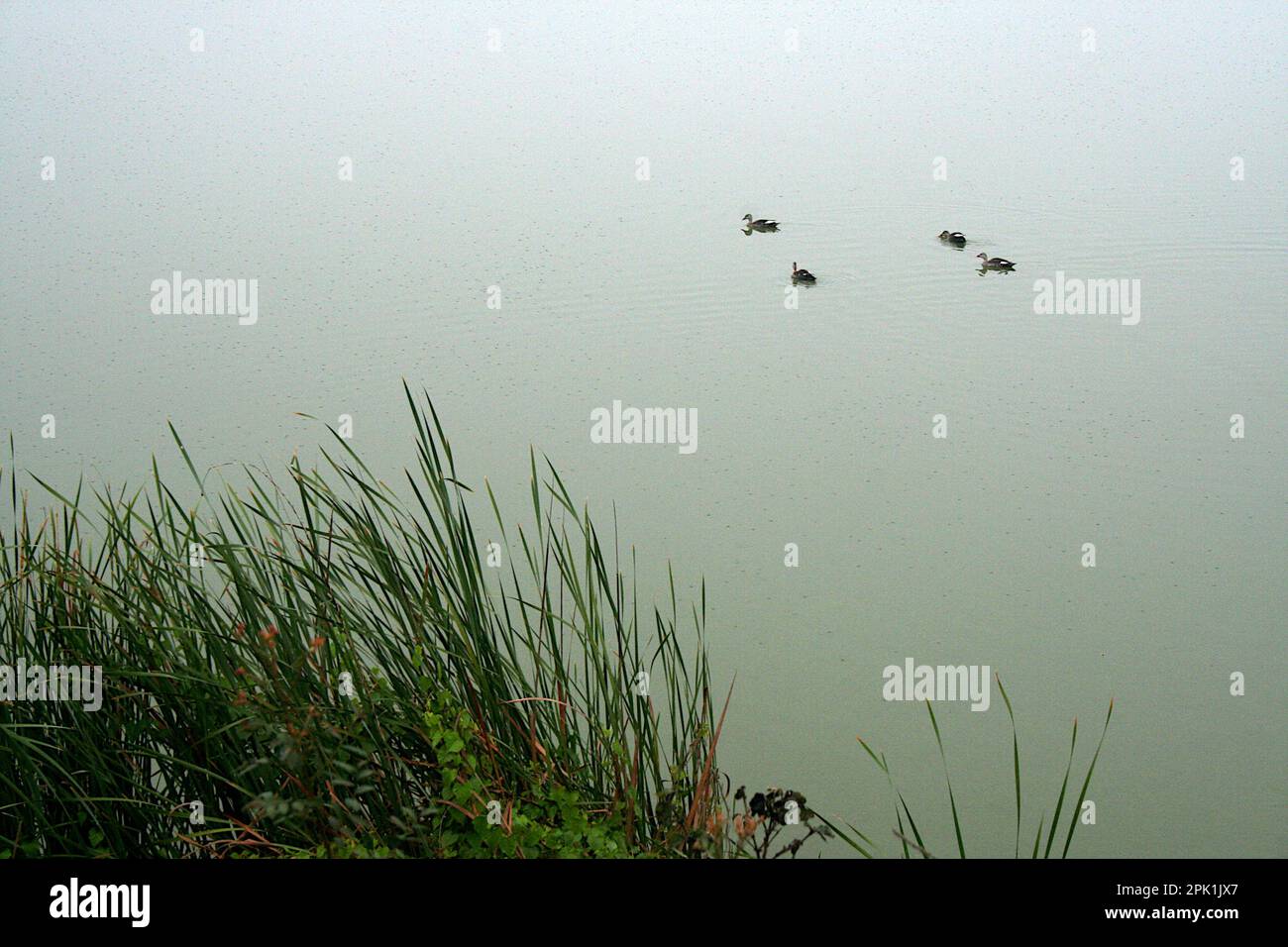 View of four swans gliding in water and sheet of green grass on bank of ...