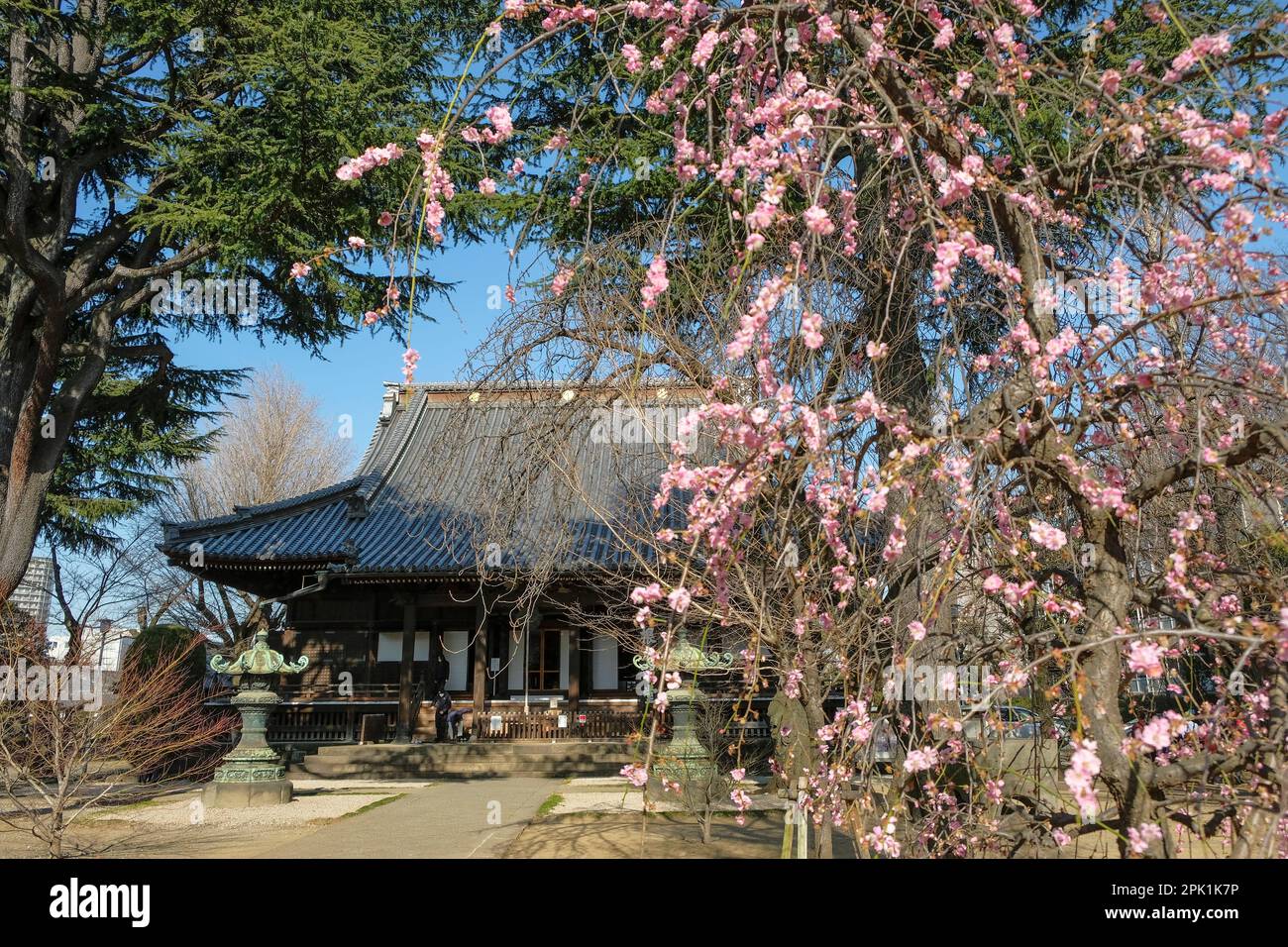 Tokyo, Japan - March 3, 2023: Kaneiji is a Buddhist temple located in ...