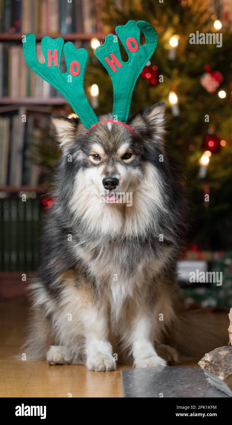 Dog wearing reindeer horns hi-res stock photography and images - Alamy