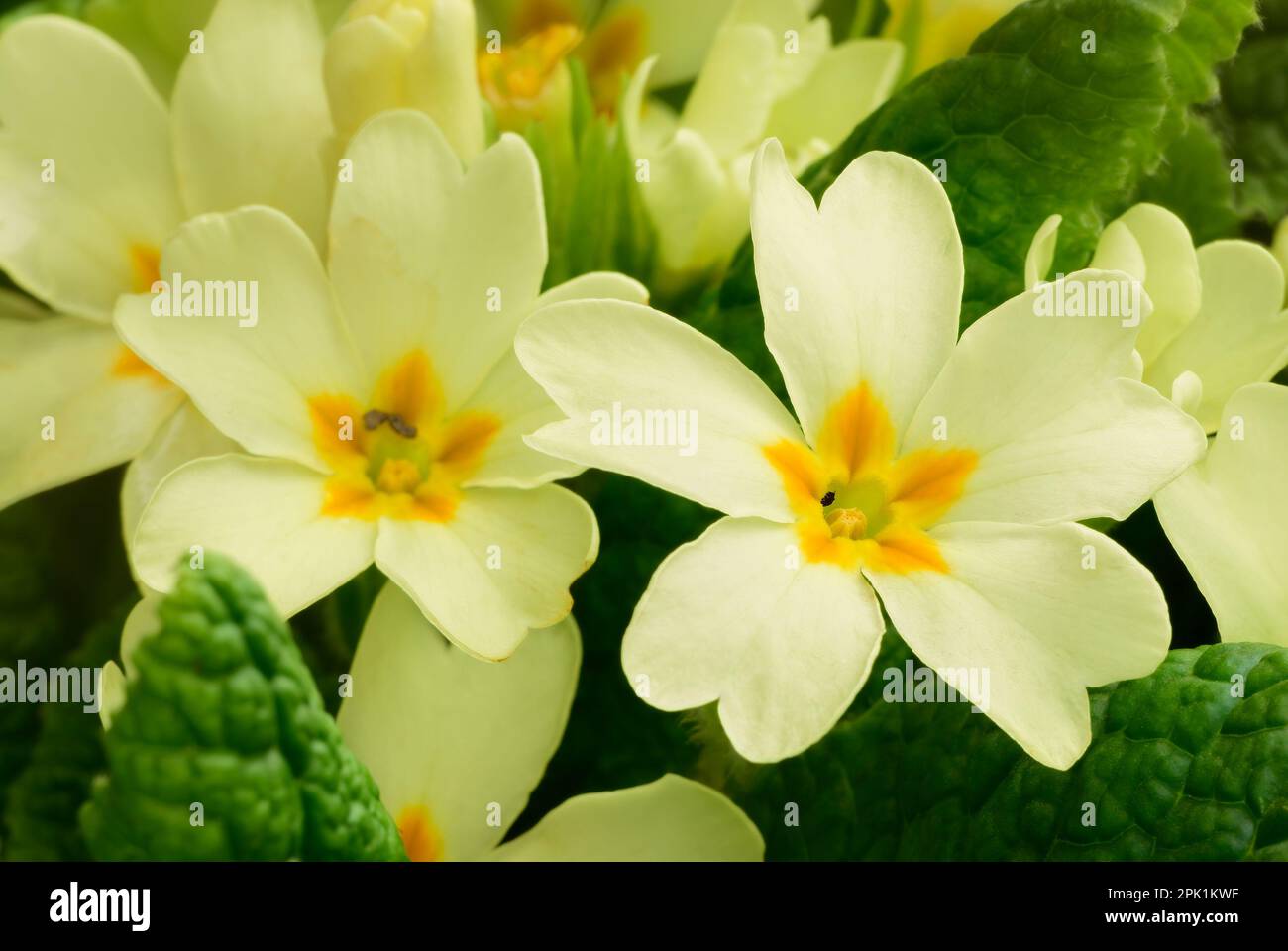 Wild primrose hi-res stock photography and images - Alamy