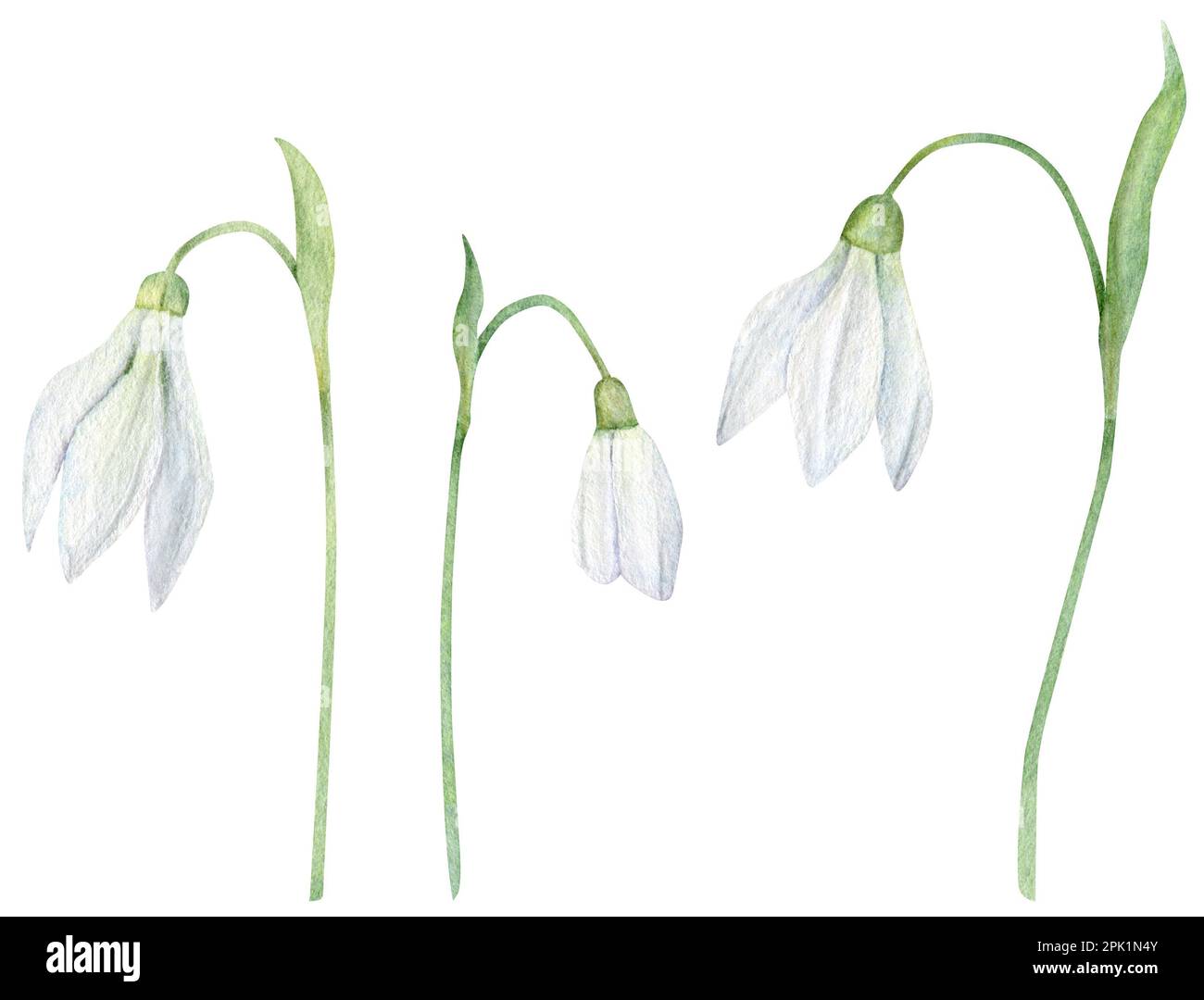 Watercolor snowdrop set. First spring flowers. White spring flowers ...