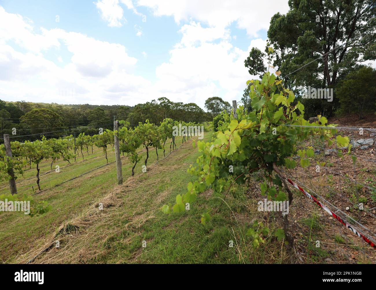 A fine growing field of grapes, vinyard, vines, wine country Stock ...
