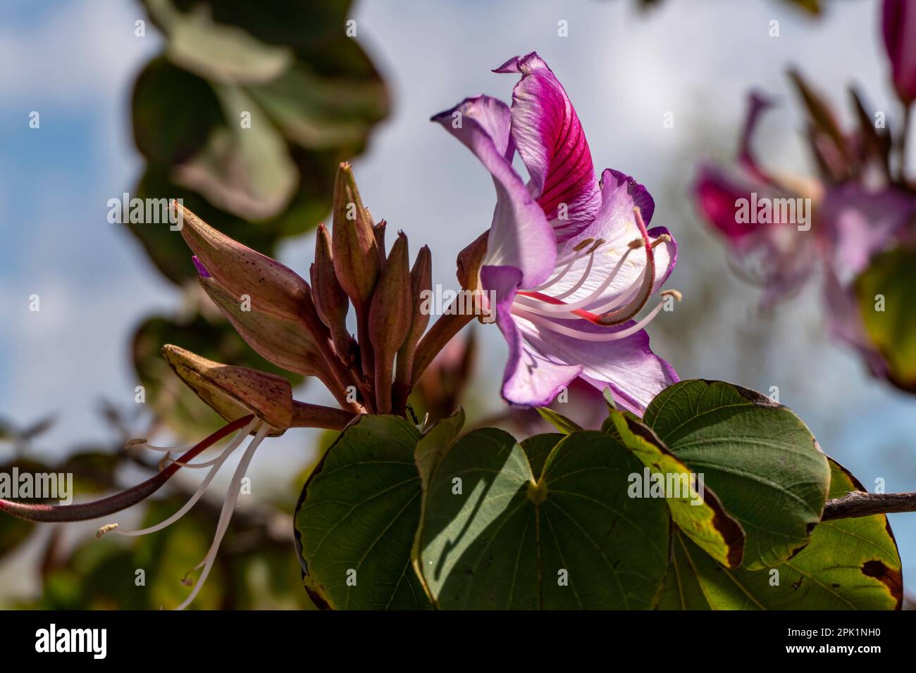 Butterfly orchid tree hi-res stock photography and images - Alamy