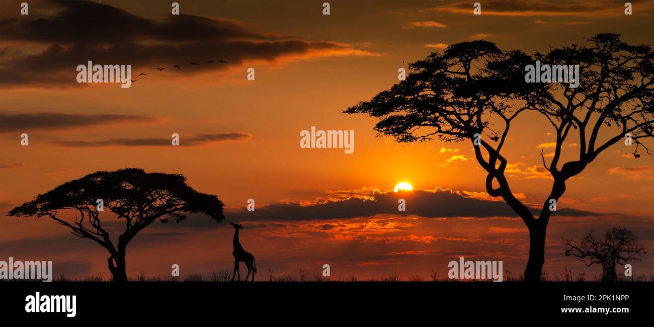Silhouettes of african wild animals at sunset. Evening in African ...