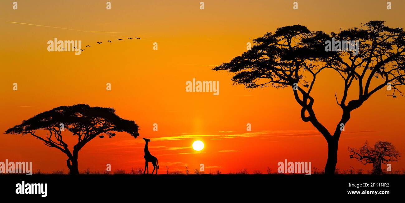 Silhouettes of african wild animals at sunset. Evening in African ...