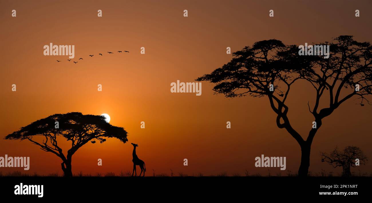 Silhouettes of african wild animals at sunset. Evening in African ...