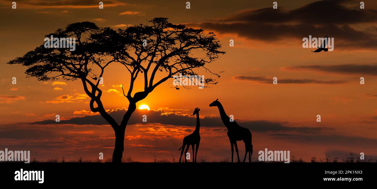 Silhouettes of african wild animals at sunset. Evening in African ...