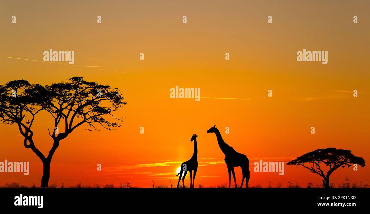Silhouettes of african wild animals at sunset. Evening in African ...