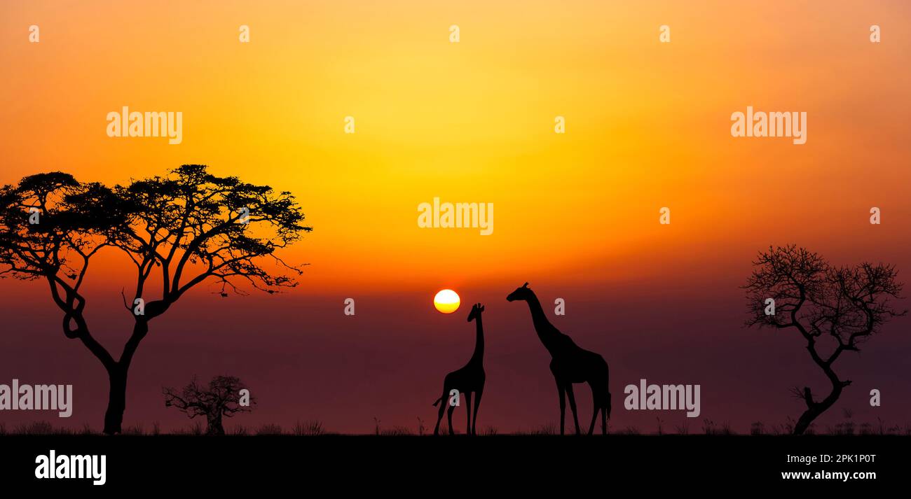 Silhouettes of african wild animals at sunset. Evening in African ...