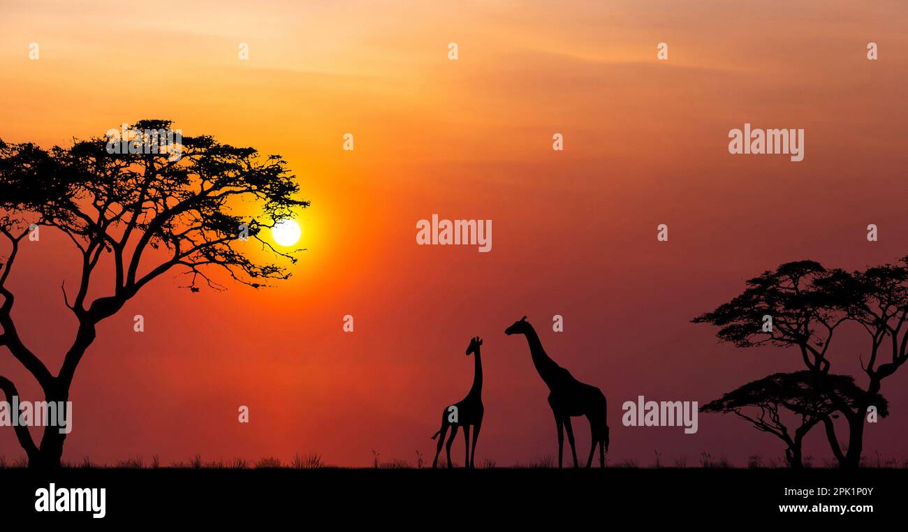 Silhouettes of african wild animals at sunset. Evening in African ...